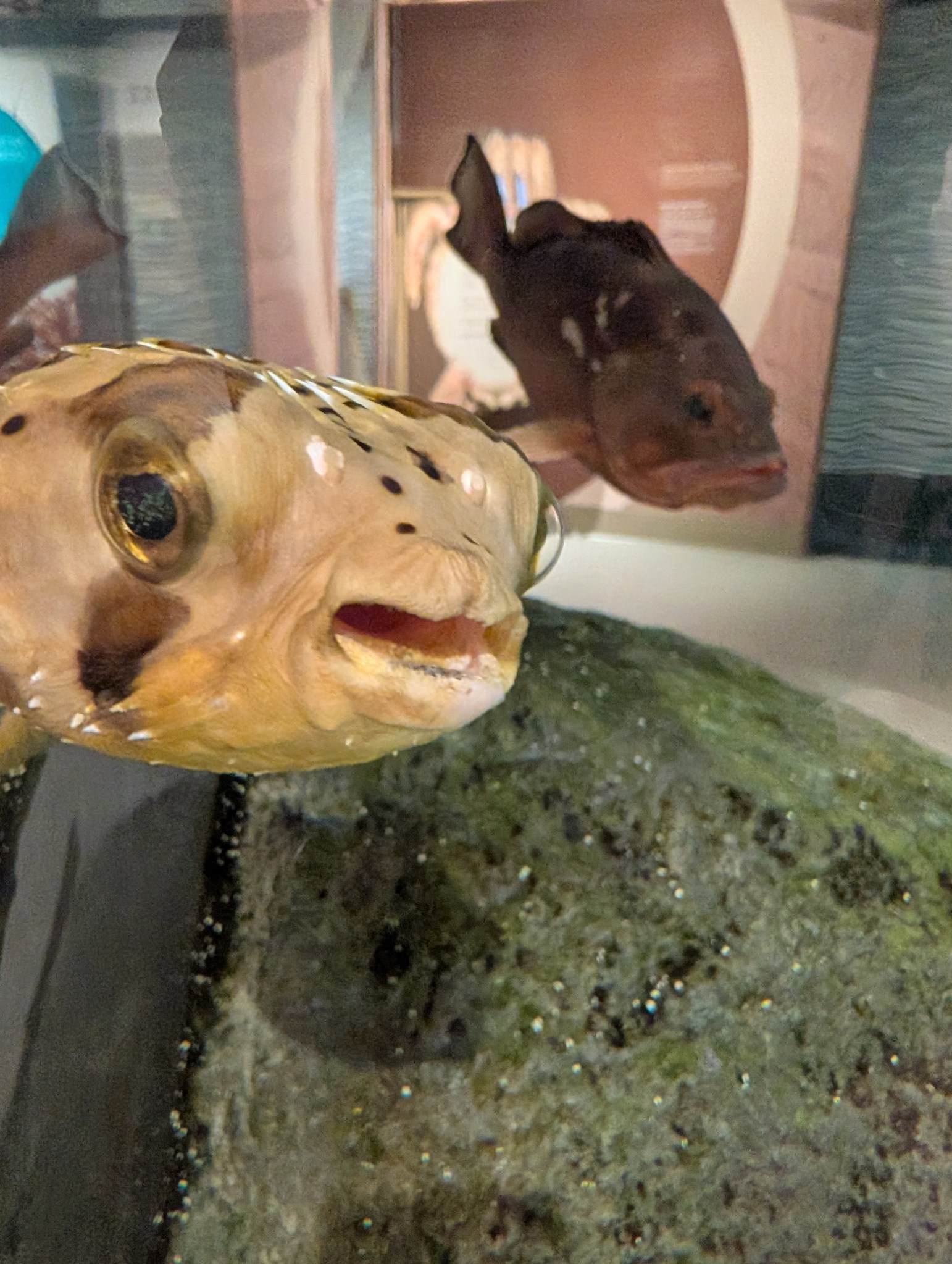 Florida Oceanographic Coastal Center, Hutchinson Island, Stuart, FL ...