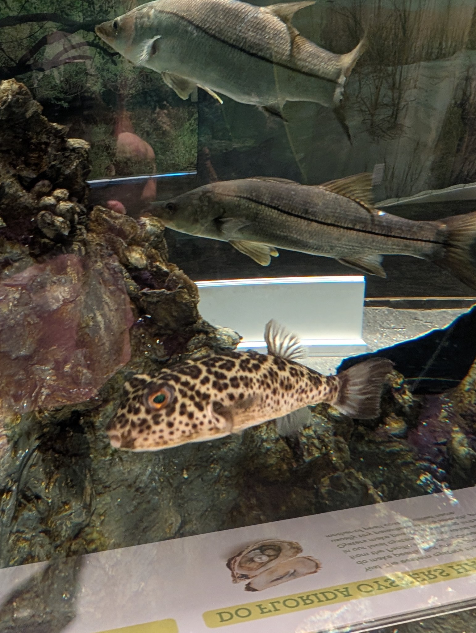 Florida Oceanographic Coastal Center, Hutchinson Island, Stuart, FL ...